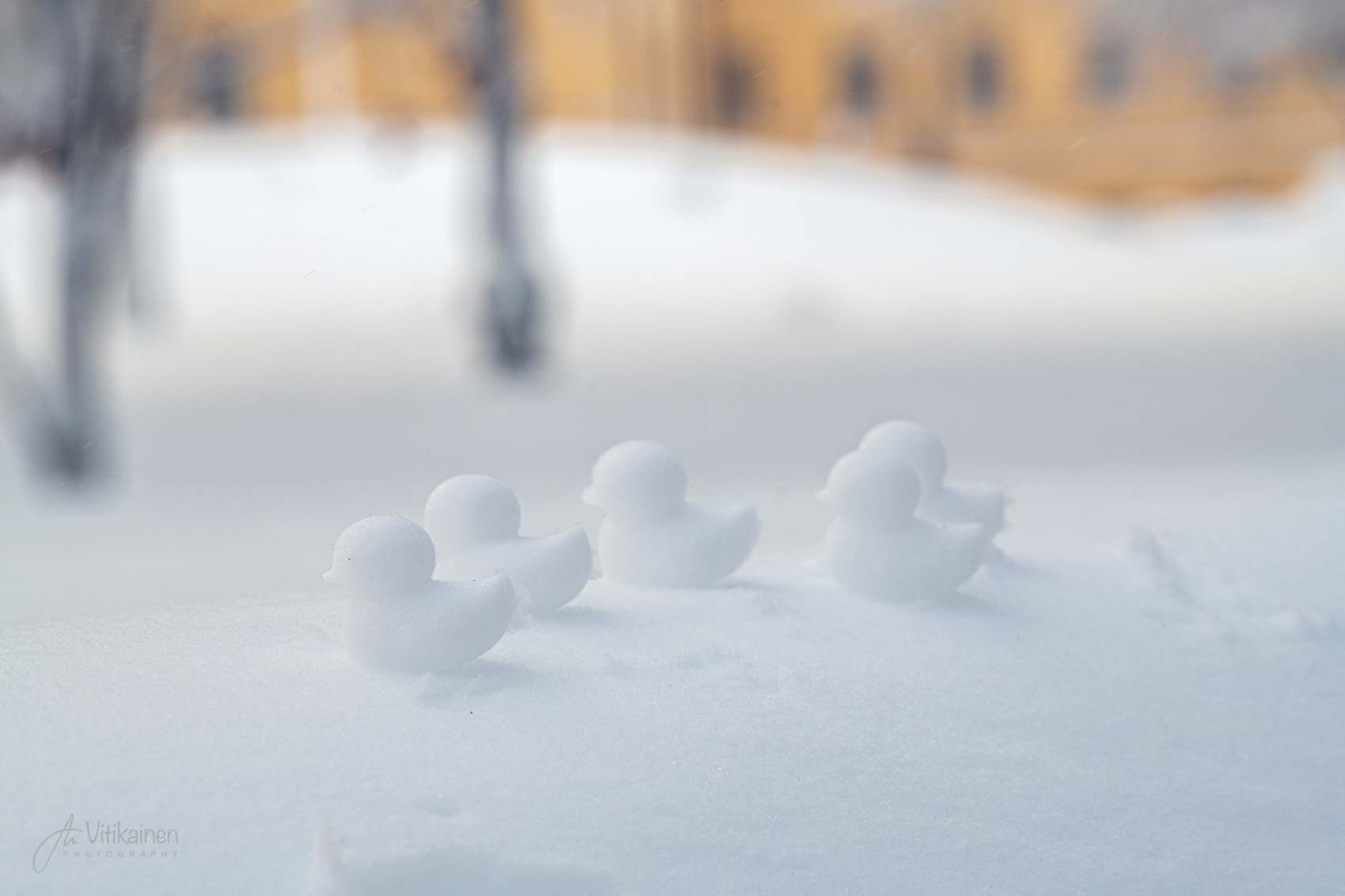 Snow ducks, anyone? – The things I've seen. The places I've been.