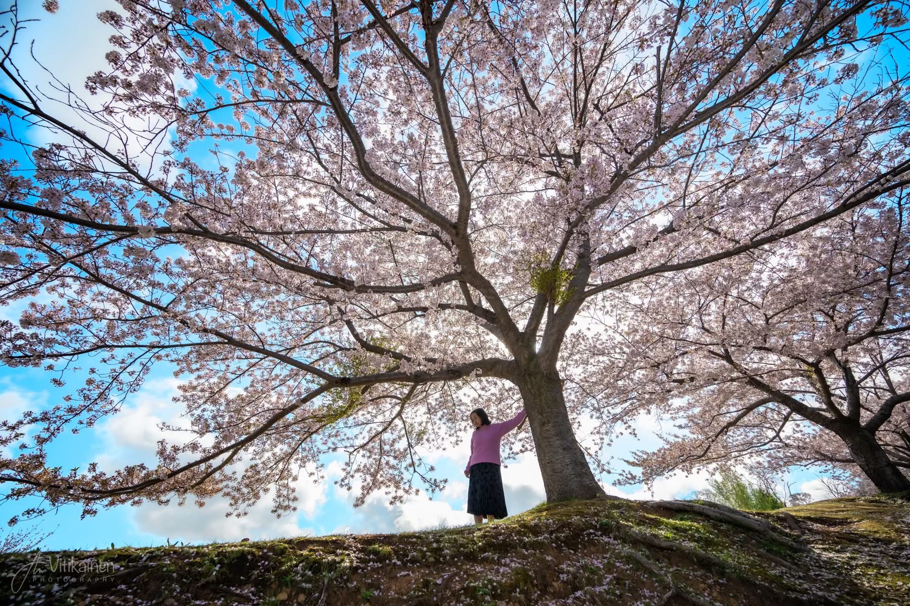 In Japan! Again! – The things I've seen. The places I've been.